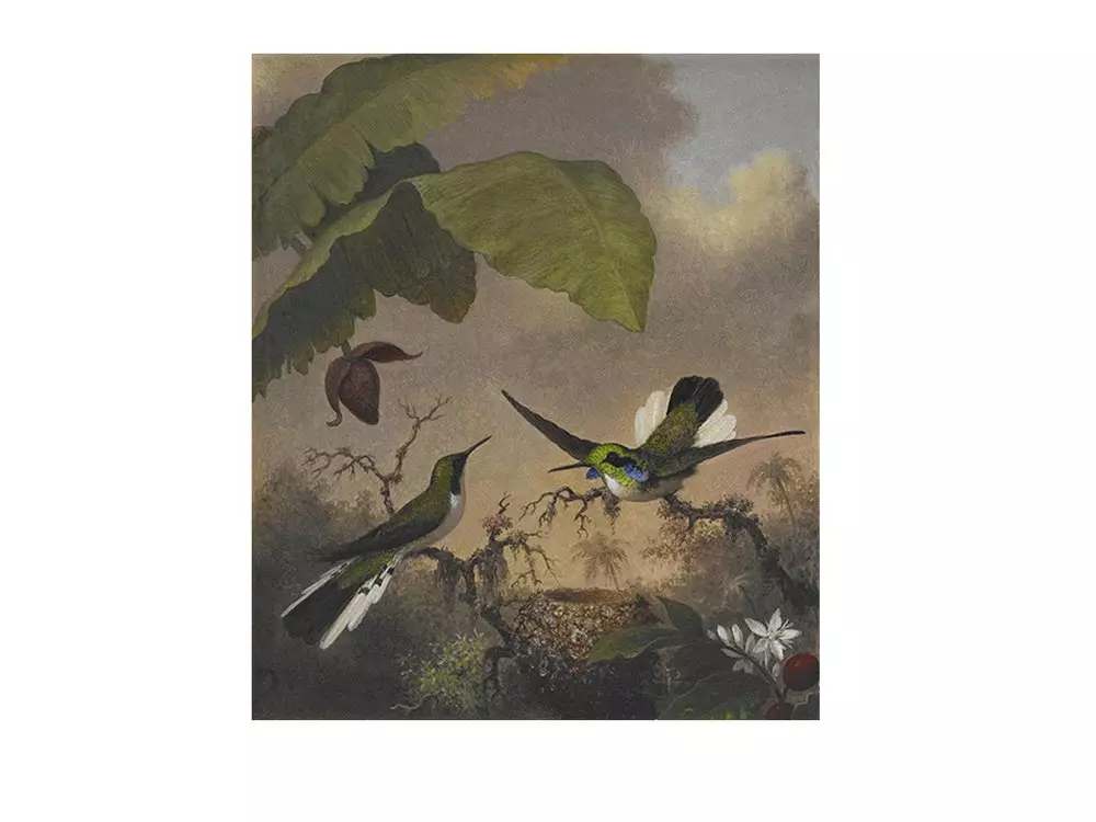 Collectionygyndylar boýunça gepleşikler: Martin Jonson Heediň Hummingbirds hakda depderçesi