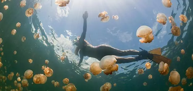 Екстремни медузи