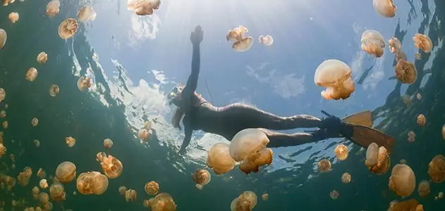 Jellyfish Lake