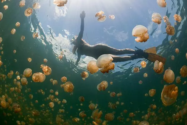 Jazero medúz