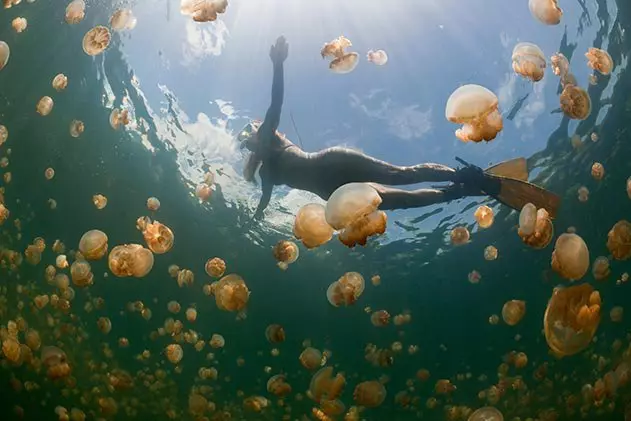 Ọdọ mmiri Jellyfish