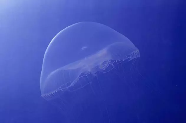 Krištáľová medúza