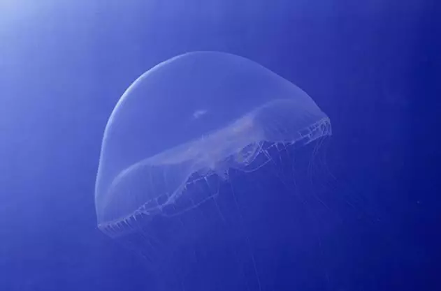 Crystal jellyfish