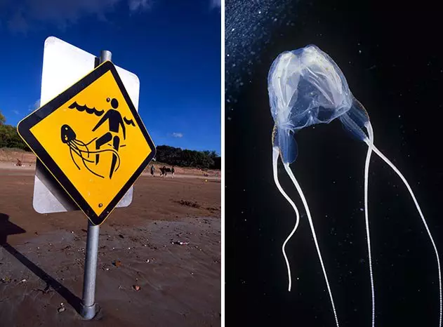 jellyfish ກ່ອງອົດສະຕາລີ
