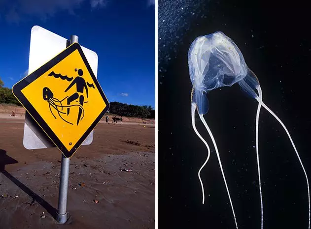 Agasanduku ka jellyfish yo muri Ositaraliya