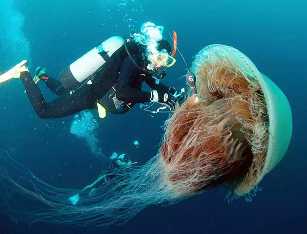 Nomura meduza