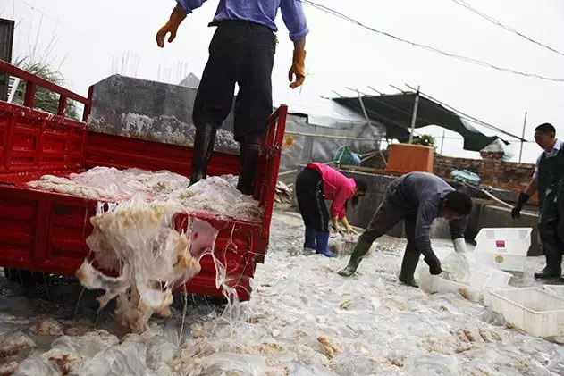 Obor-obor yang boleh dimakan