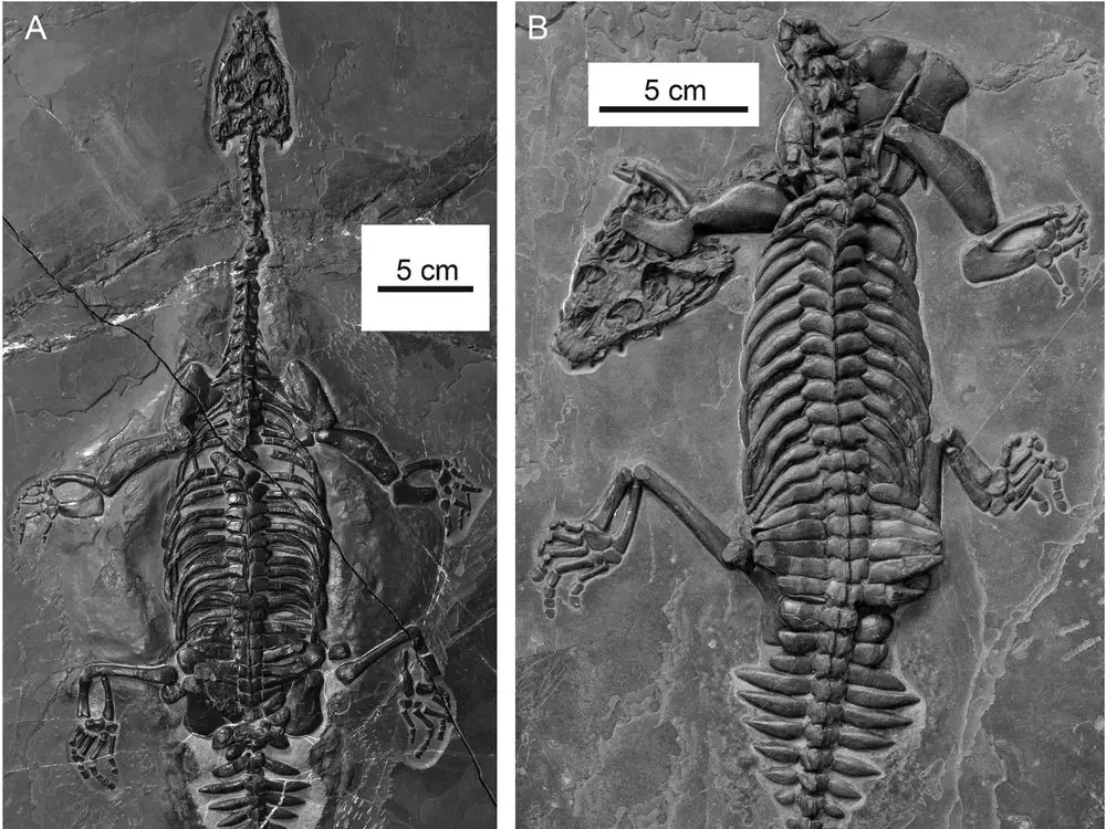 To fotos af de to fossiler er ved siden af hinanden. Fossilerne viser skeletaftryk af de to nyopdagede krybdyr i grå sten.