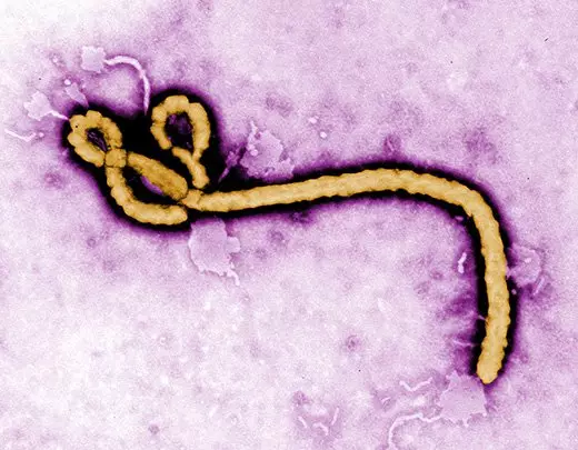 Memburu Ebola 13273_5