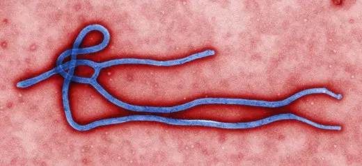 A caza do ébola 13273_6