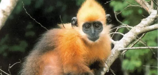 Adéu-Cat-Ba-Langur-631.jpg