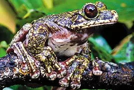 Rabbs Fringe-Lumbed Treefrog