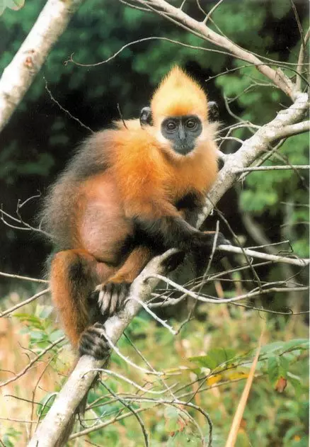 Ucing Ba Langur