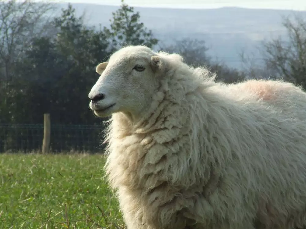 Vedci vycvičili ovce, aby rozpoznali tváre Emmy Watsonovej a Baracka Obamu