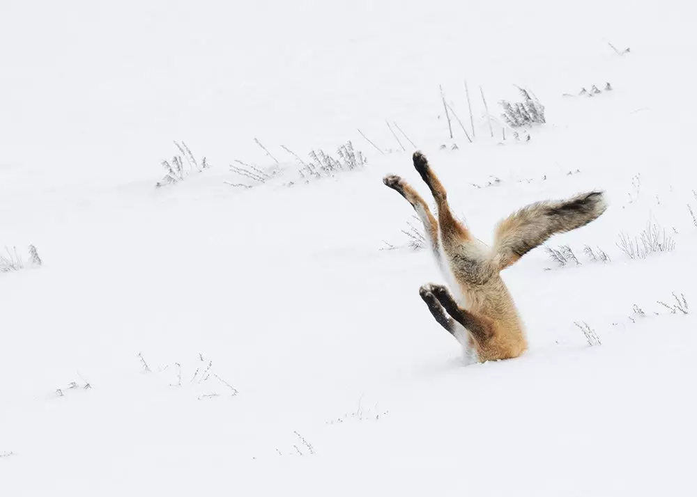 Vergeet Nature's Majesty. Hierdie foto's wys Wildlife's Goofy Side