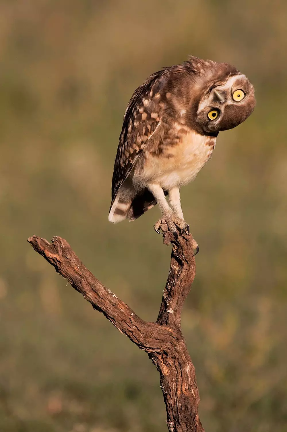 Vergeet Nature's Majesty. Hierdie foto's wys Wildlife's Goofy Side 13293_5