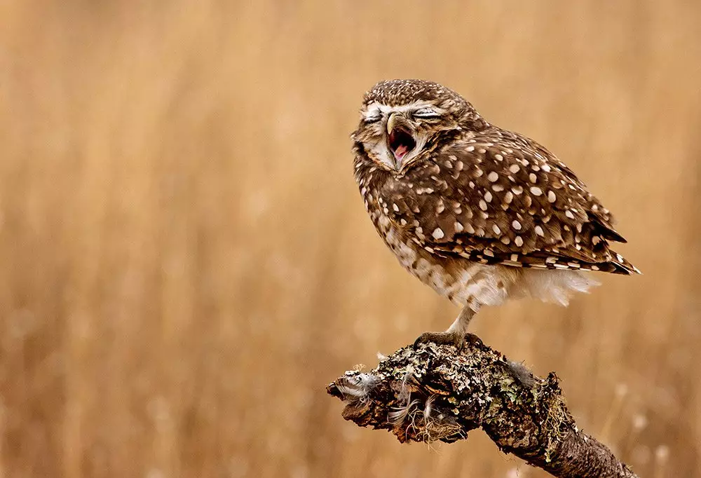 Forgesu la Moŝton de la Naturo. Ĉi tiuj Fotoj Montras la Malsaĝan Flankon de Wildlife 13293_8