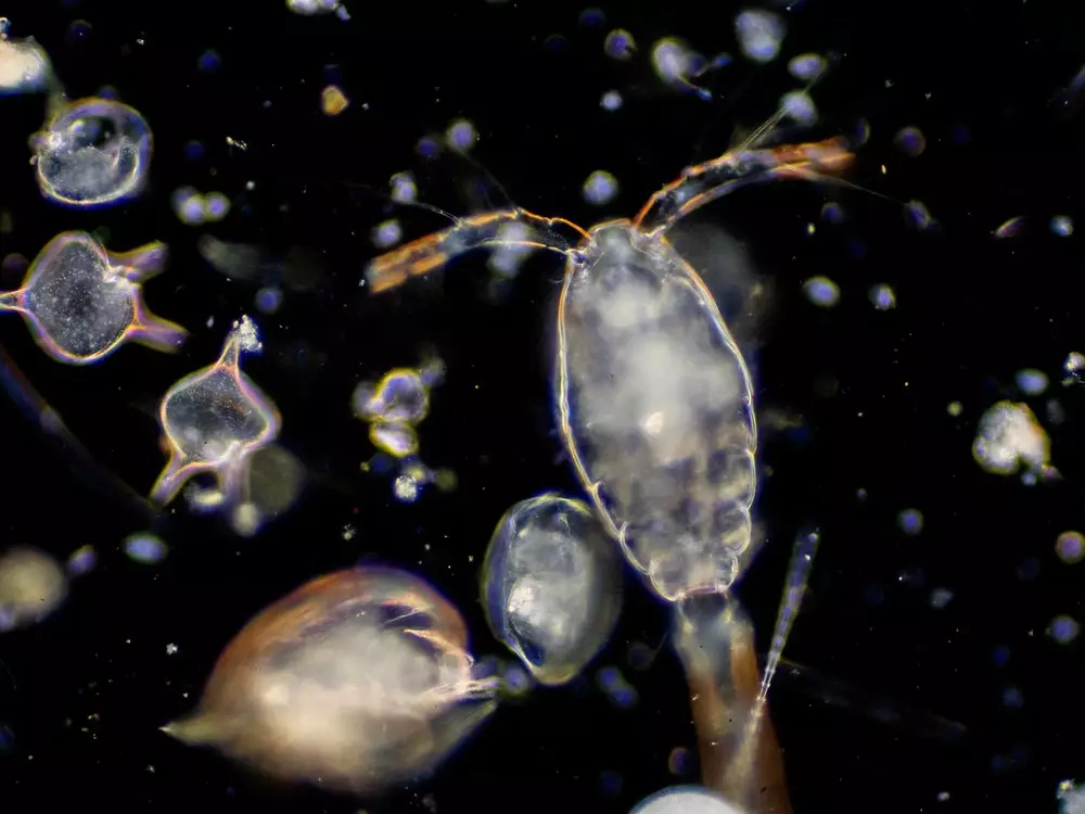 zooplankton.jpg