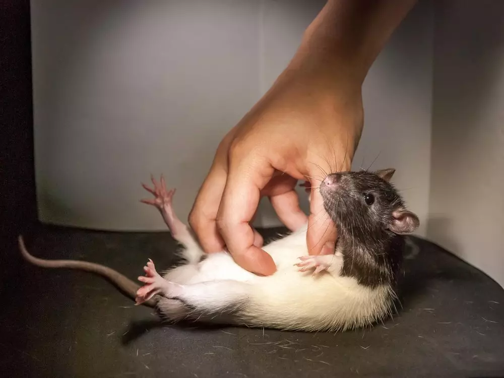 O que nos poden dicir sobre o cerebro as ratas cóxegas