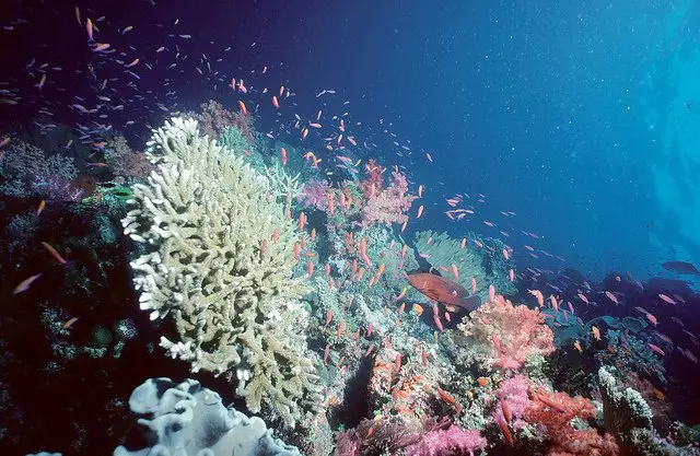 Os arrecifes de coral loitan contra o quecemento global