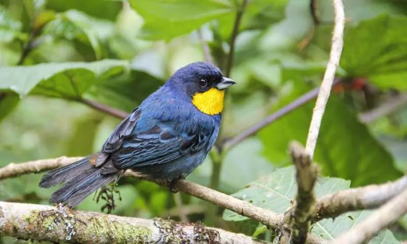 Chybí v seznamu ohrožených druhů stovky druhů ptáků?