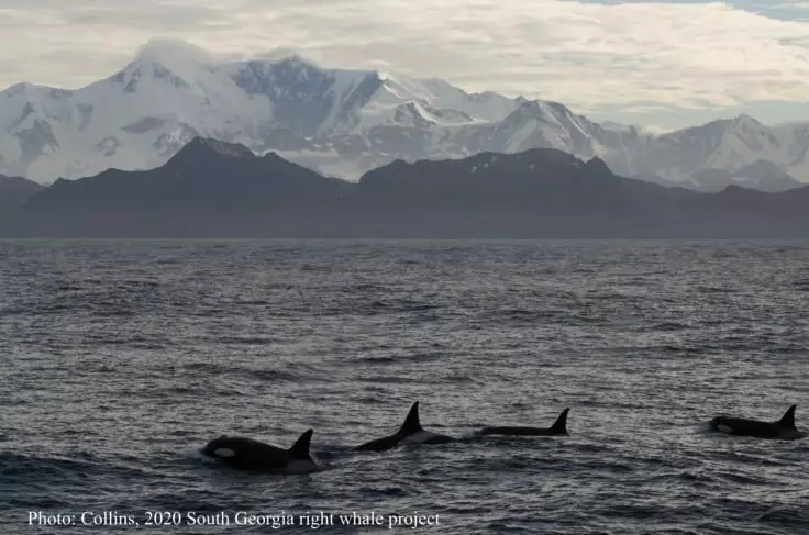 Balenele ucigașe în largul coastei insulei Georgia de Sud