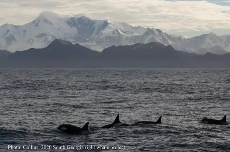 Killer Wale virun der Küst vun der South Georgia Island