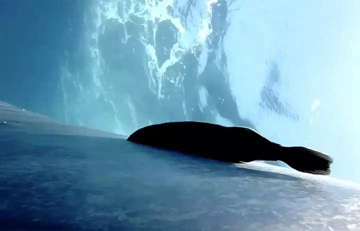Si ngjitet peshku pinjoll i sërfit tek balenat