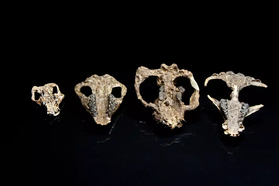 Mammal Skulls