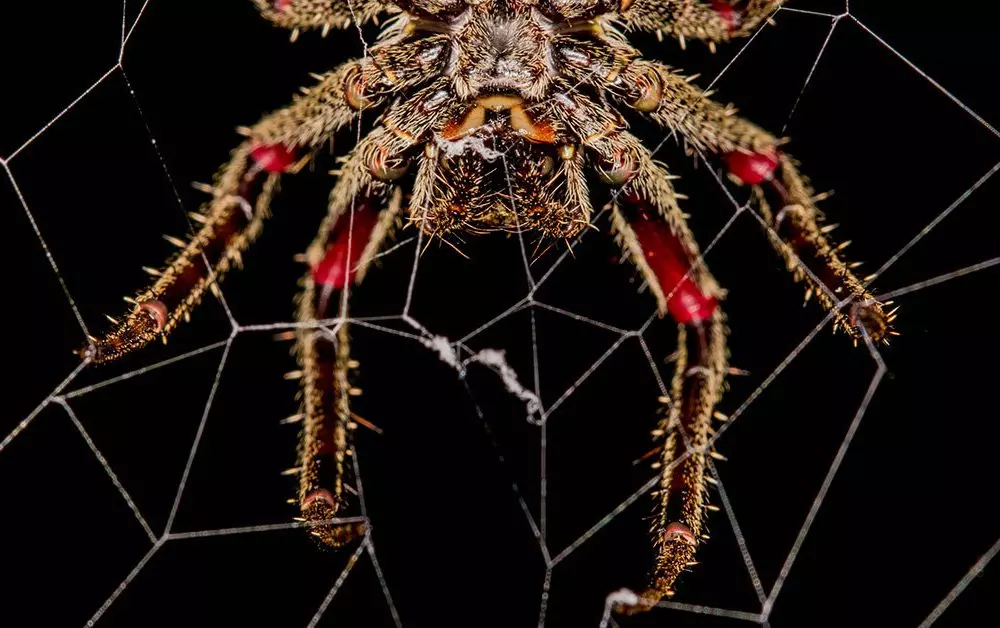 Štirinajst načinov, kako pajki uporabljajo svojo svilo