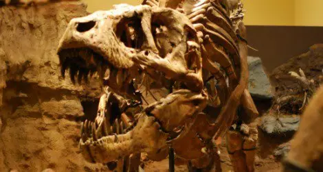 Um dos Tiranossauros duelando no Museu Carnegie de História Natural