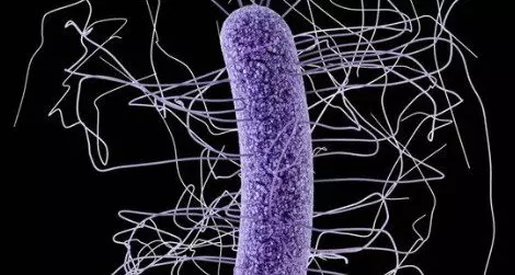 Les superbactéries rendent les experts en santé publique très nerveux.