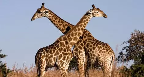 Giraffen hänken op der Savanne