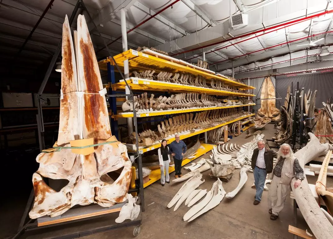 Baleen hezurdura handiak biltegiratze apal horietan Smithsonian's Museum Support Center-eko biltegi batean.