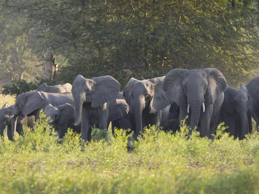 Sloní samice se v Mosambiku vyvíjejí bez klů