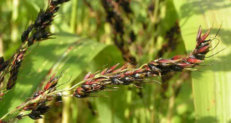 O sorgo doce pódese cultivar como biocombustible