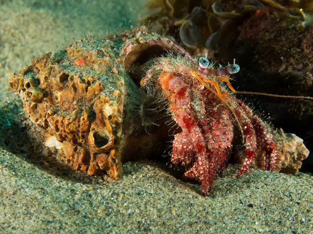 Taayirada La Tuuray Waa 'Kalluumeysiga Ruuxa' Hermit Crabs