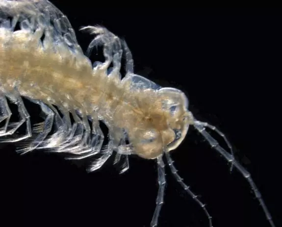 Crustacea Beracun Pisanan Kita Temokake Cair Mangsane