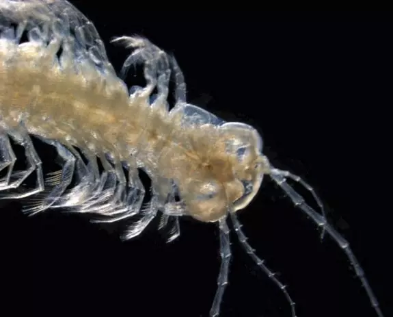 I-Crustacean Yokuqala Enetyhefu Sakhe Sayifumana Inyibilikisa Ixhoba Layo