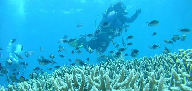 Korallriff