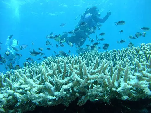Glābt koraļļus… izmantojot spermas bankas? 13598_3