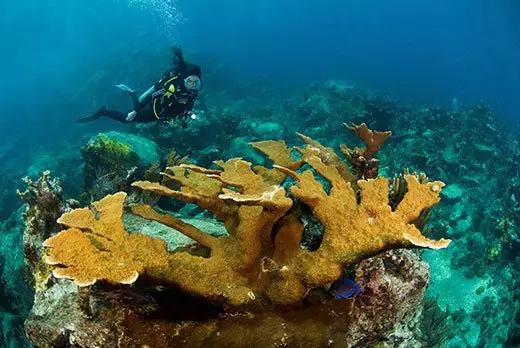 Kuchengetedza Coral…Kuburikidza neSperm Banks? 13598_5