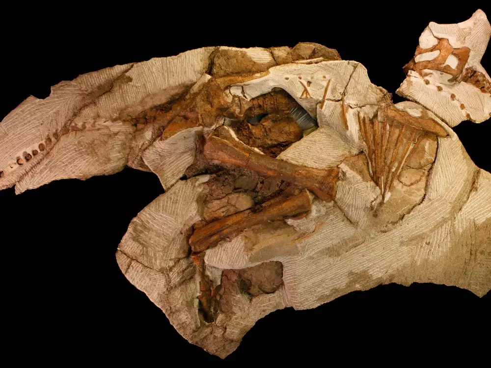 Batxilergoko ikasle batek orain arteko fosil onena aurkitu zuen hodi-krestadun dinosauro haur baten