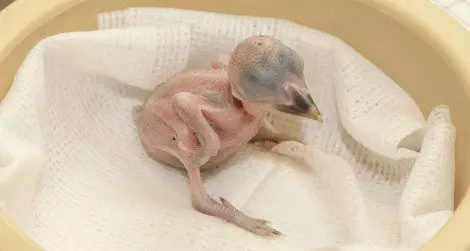 De nieuwe mannelijke Micronesische ijsvogel van het Smithsonian werd geboren op 20 augustus