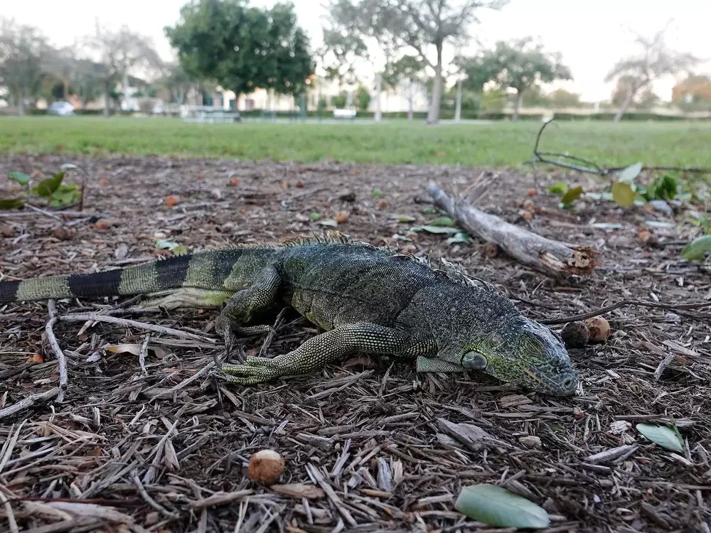 Šaltu oru Floridoje apsvaiginta iguana