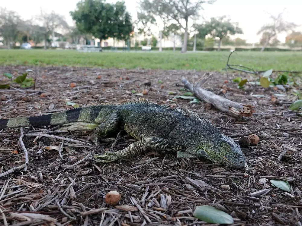 Las lagartijas cayeron de las palmeras durante una ola de frío en Florida, pero ahora se han endurecido