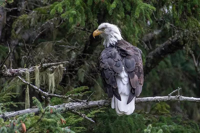 Reba Itorero Rinini rya Bald Eagles muri Amerika