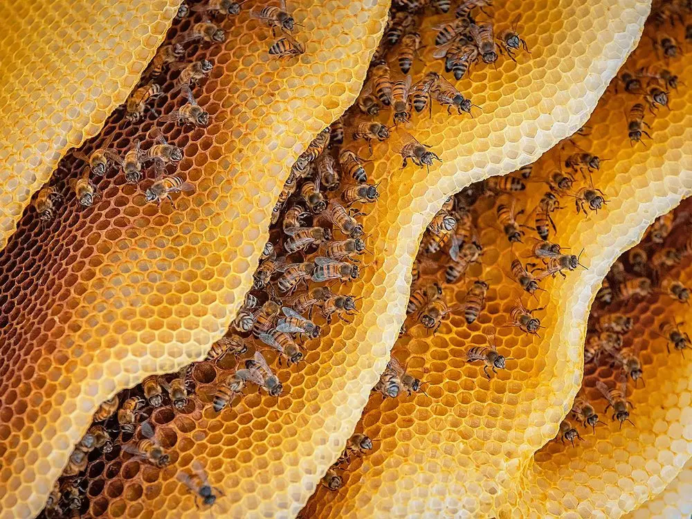 عسل فواید سلامتی متعددی برای زنبورها دارد