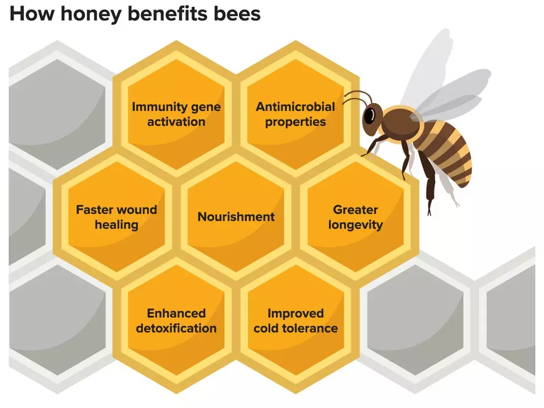 Como o mel afeta as abelhas