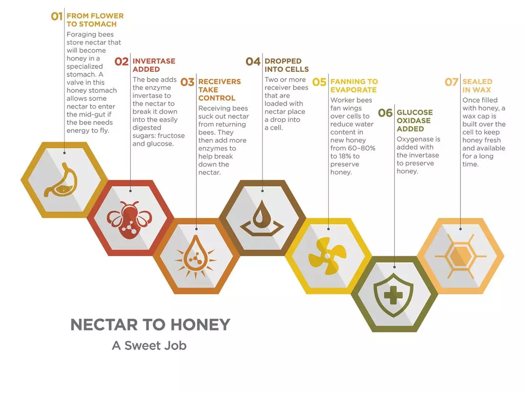 Gráfico de néctar a mel